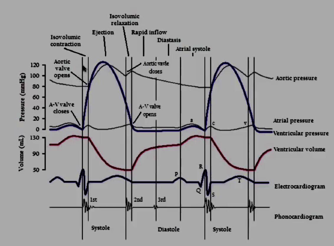 DESCRIPTION OF THE IMPORTANT EVENTS IN THE CARDIAC CYCLE SYNCHRONISED ...