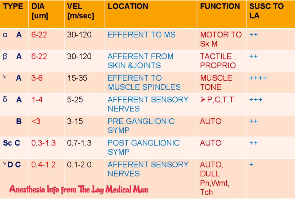 TYPES OF NERVE FIBRES – The Lay Medical Man